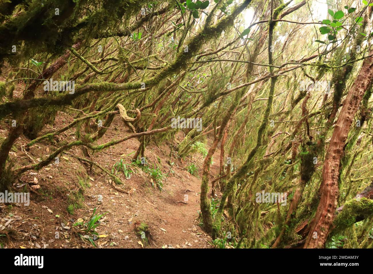 The Anaga Rural Park is a protected natural area located in the Anaga ...