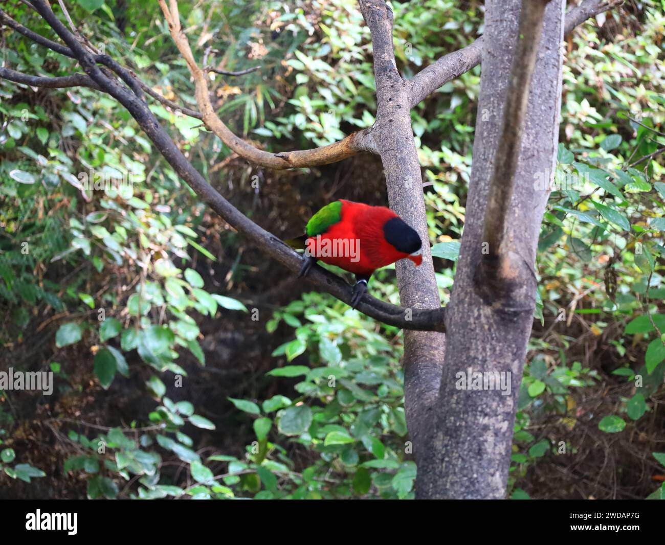 Loro Parque is a 135,000 m² zoo on the outskirts of Puerto de la Cruz ...
