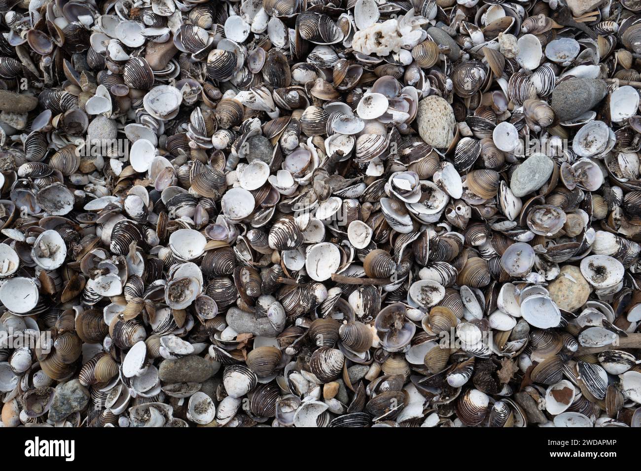 A pile of seashells, with additional shells scattered on the ground ...
