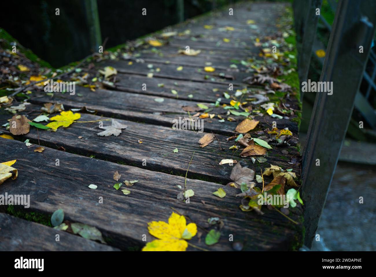 Wooden bridge in lush forest with fallen leaves Stock Photo - Alamy