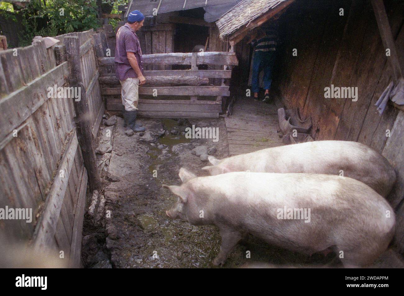 Hog farm romania hi-res stock photography and images - Alamy