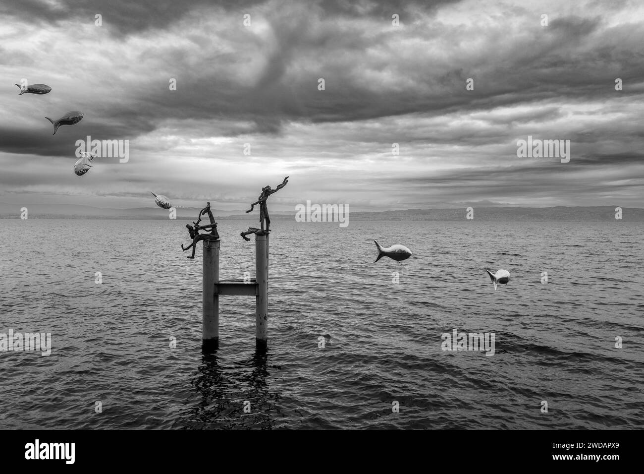 Flock of birds soaring near pier, eager to catch fish in water Stock ...