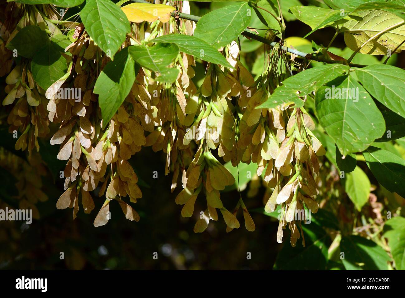 Erable negondo hi-res stock photography and images - Alamy