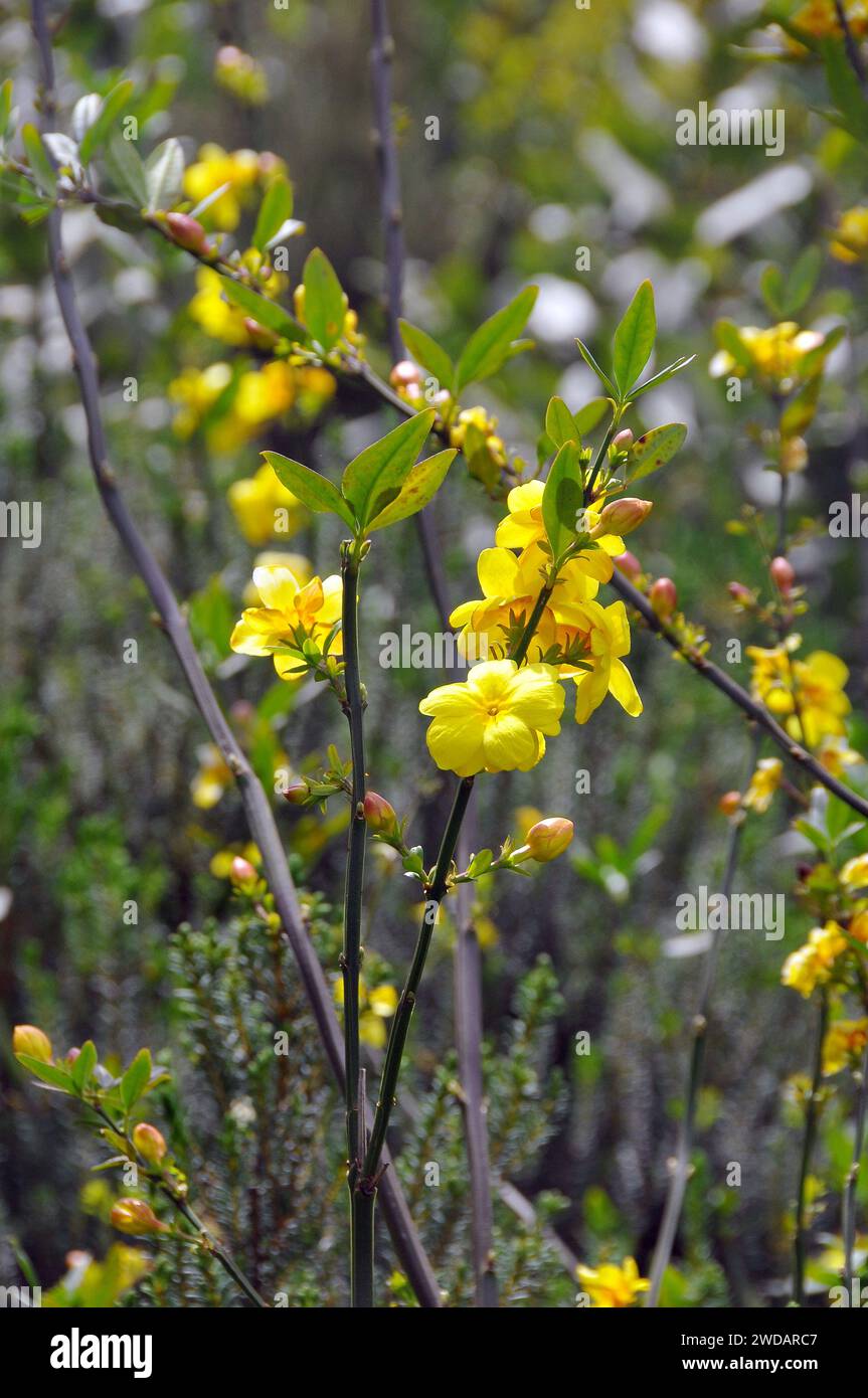 Japanese jasmine plant hi-res stock photography and images - Alamy