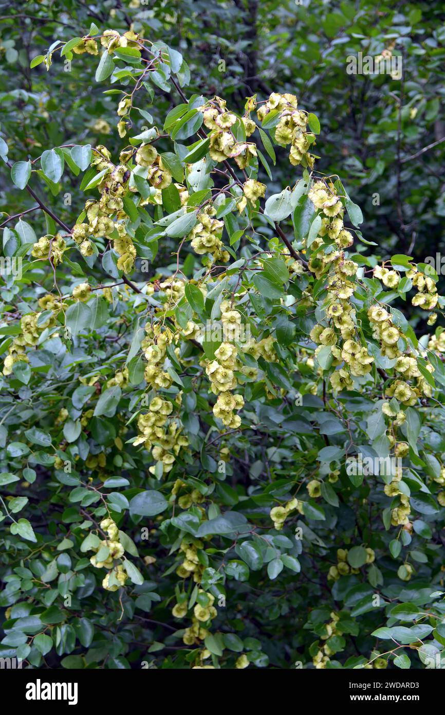Jerusalem thorn, garland thorn, Christ's thorn, crown of thorns ...