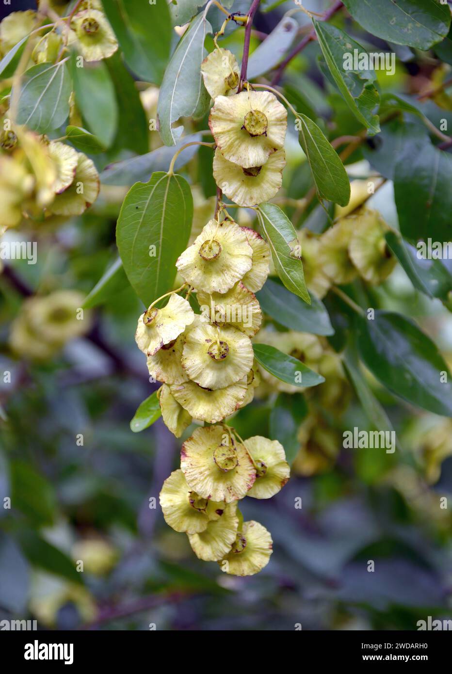 Jerusalem thorn, garland thorn, Christ's thorn, crown of thorns ...