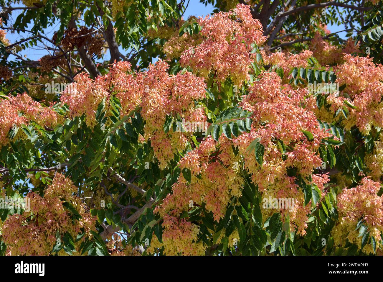 tree of heaven, ailanthus, varnish tree, Götterbaum, Ailanthus ...