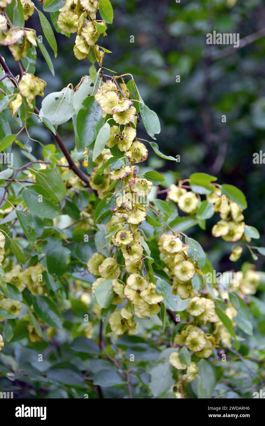 Jerusalem thorn, garland thorn, Christ's thorn, crown of thorns ...