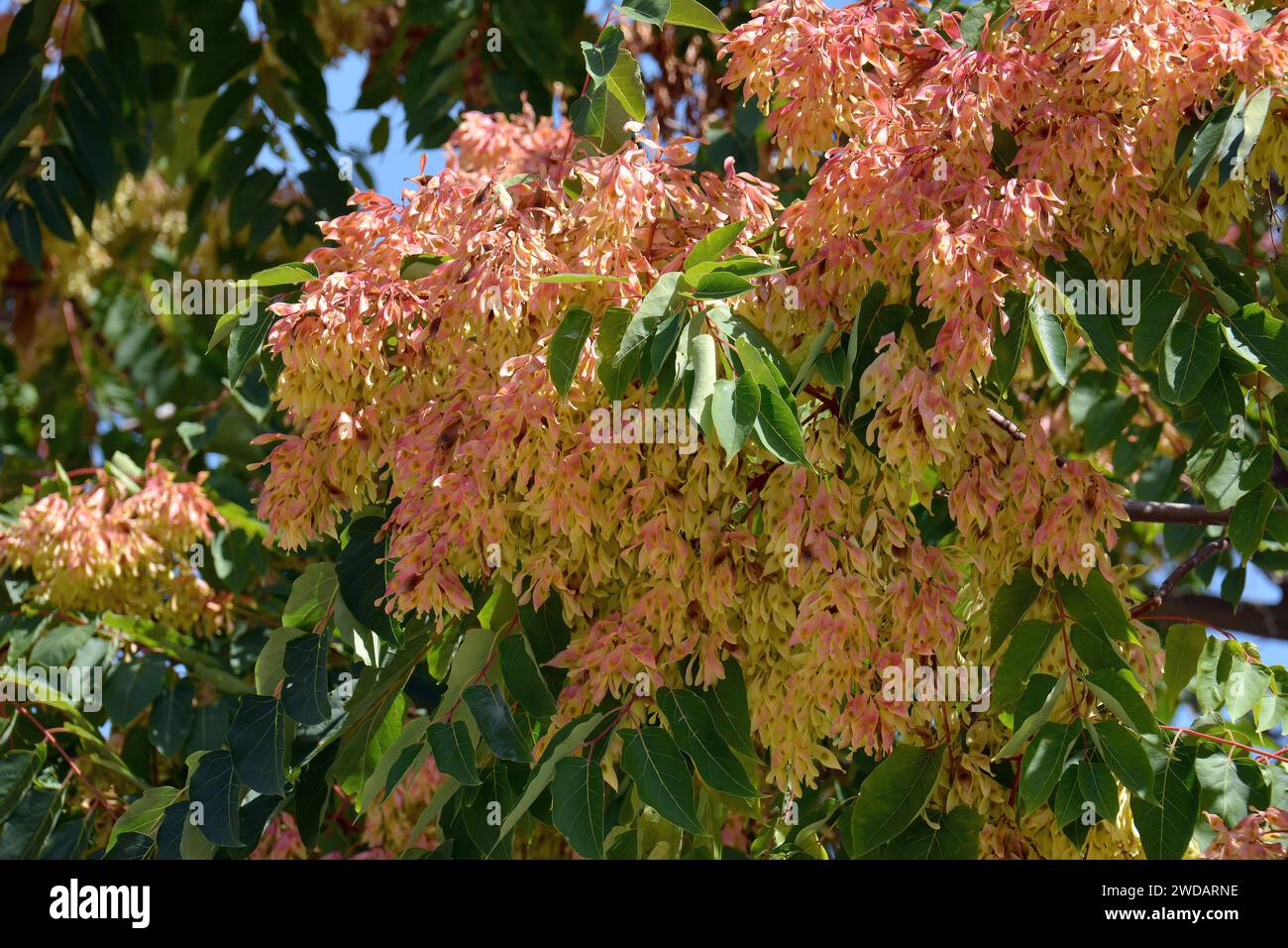 tree of heaven, ailanthus, varnish tree, Götterbaum, Ailanthus ...