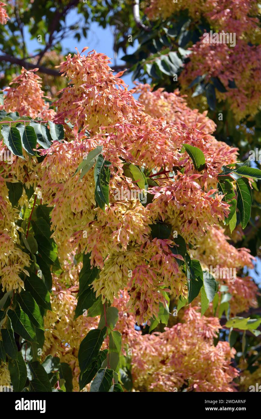 tree of heaven, ailanthus, varnish tree, Götterbaum, Ailanthus ...
