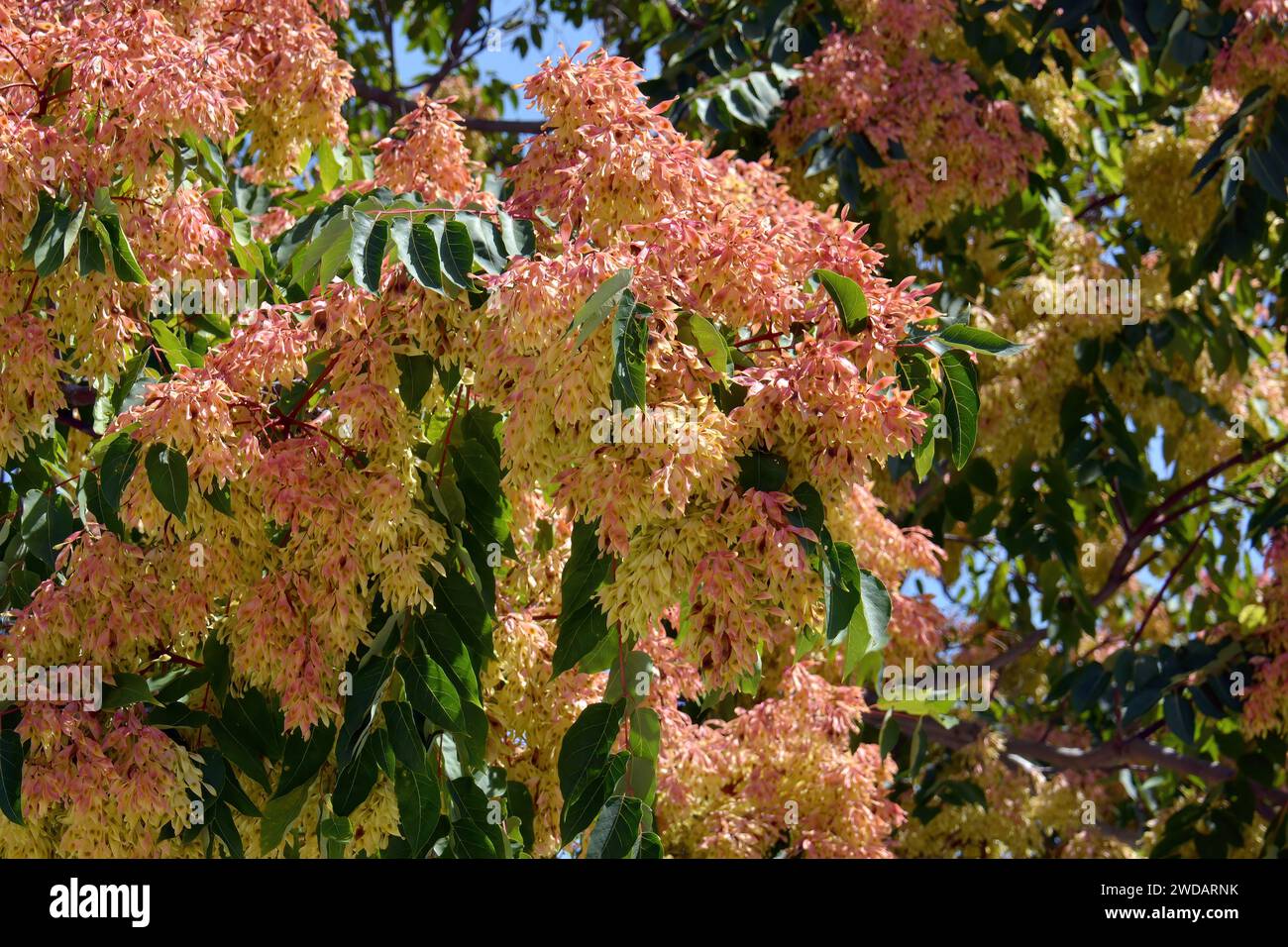 tree of heaven, ailanthus, varnish tree, Götterbaum, Ailanthus ...