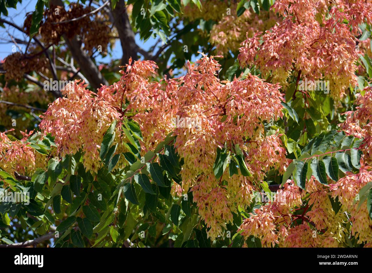 tree of heaven, ailanthus, varnish tree, Götterbaum, Ailanthus ...
