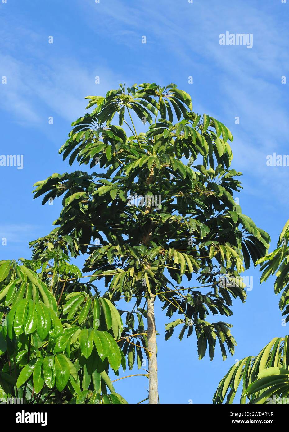 Arbre ombrelle hi-res stock photography and images - Alamy
