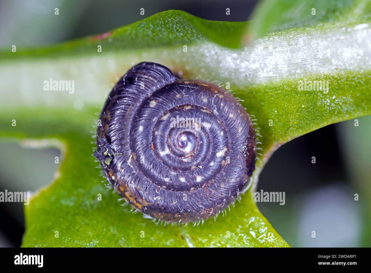 Beautiful snail shell in hi-res stock photography and images - Alamy