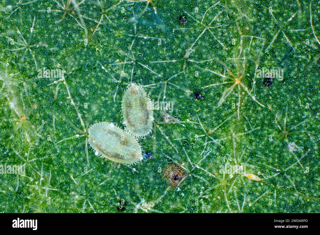 Greenhouse Whitefly Trialeurodes vaporariorum larvae on leaf in ...