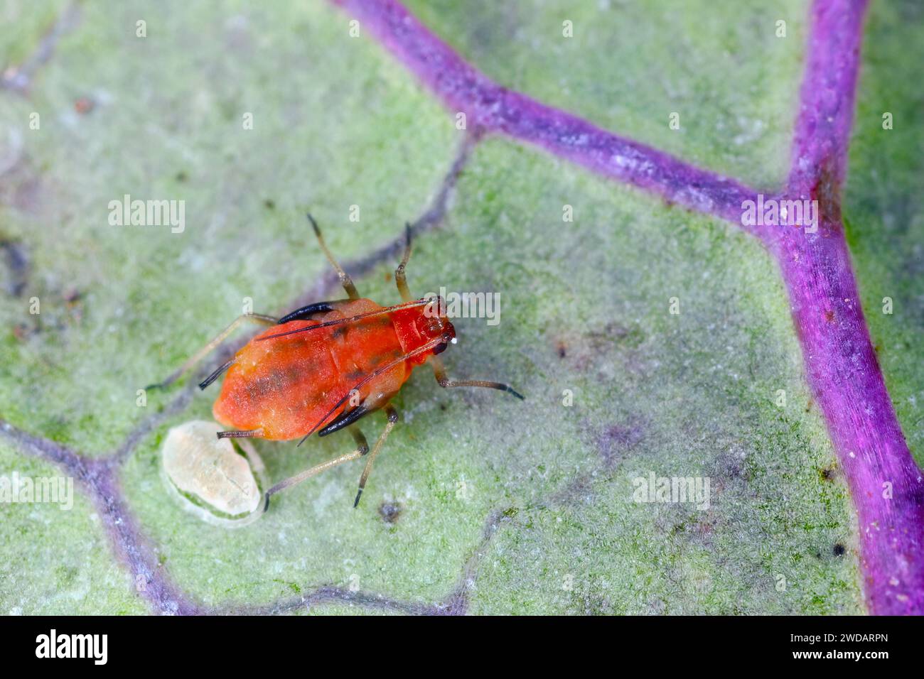 Green peach aphid hi-res stock photography and images - Alamy