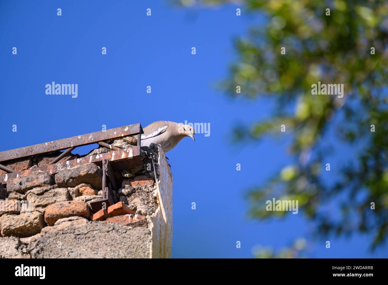 Pigeon perched on building with tree backdrop Stock Photo - Alamy