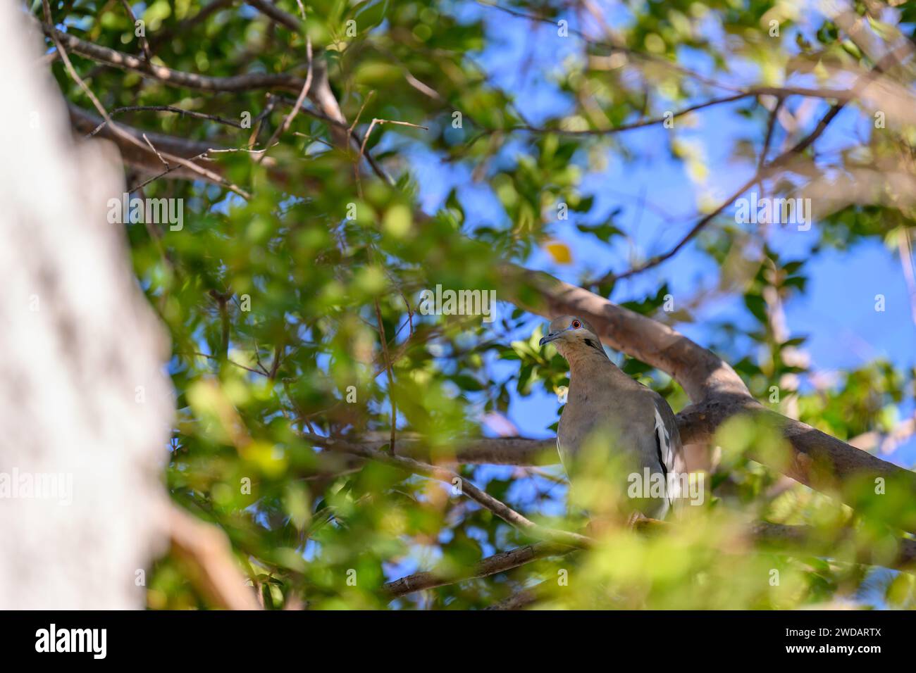 Bird perched on tree branch in shade of leafy tree Stock Photo - Alamy