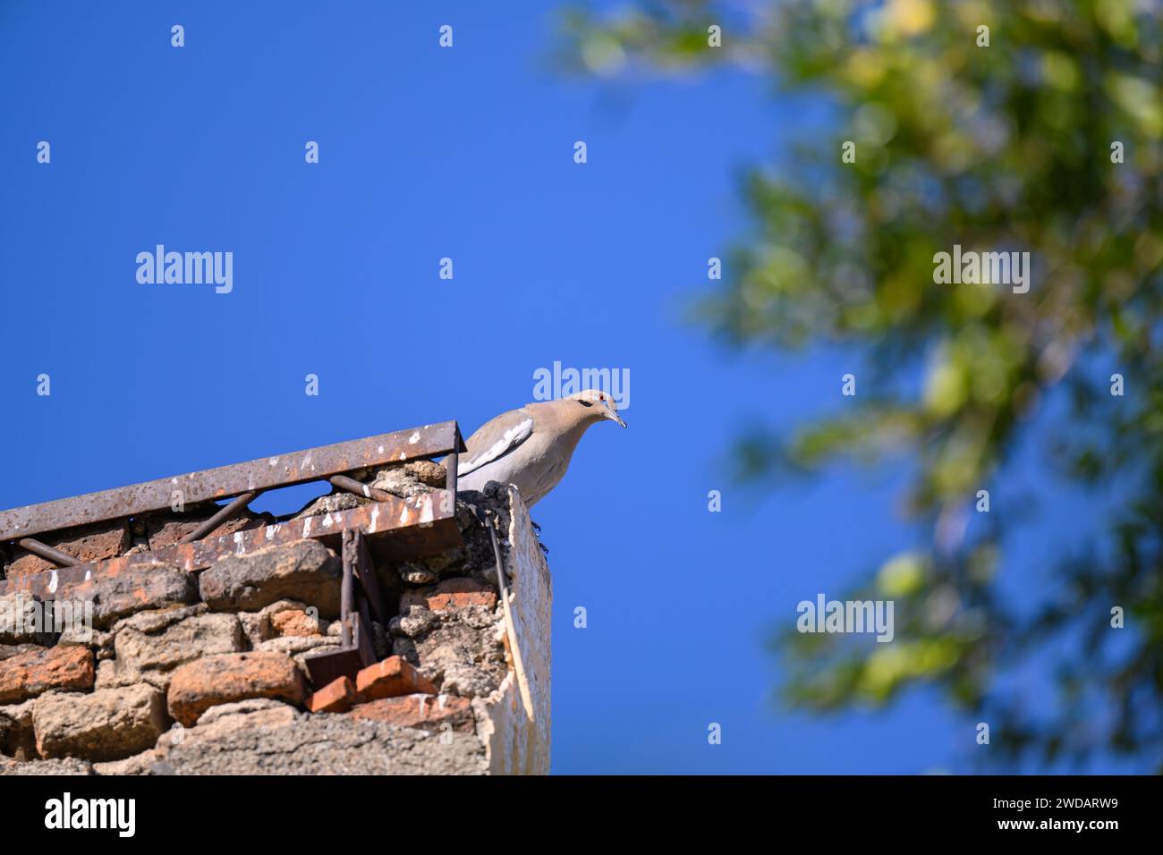 White bird perched on brick building edge Stock Photo - Alamy
