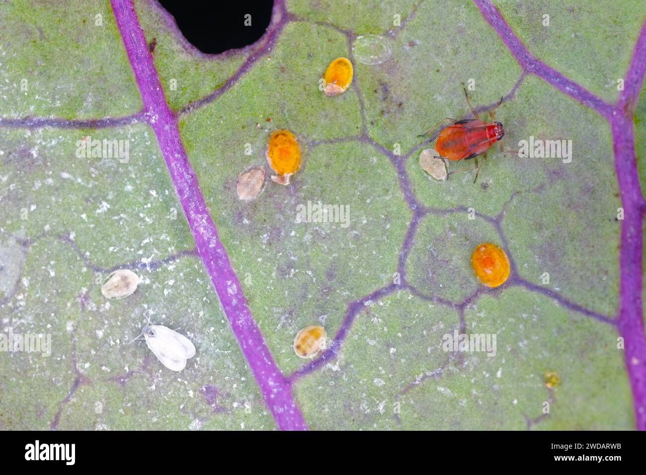 Cabbage Whitefly (Aleyrodes proletella) adults and larvae and Myzus ...