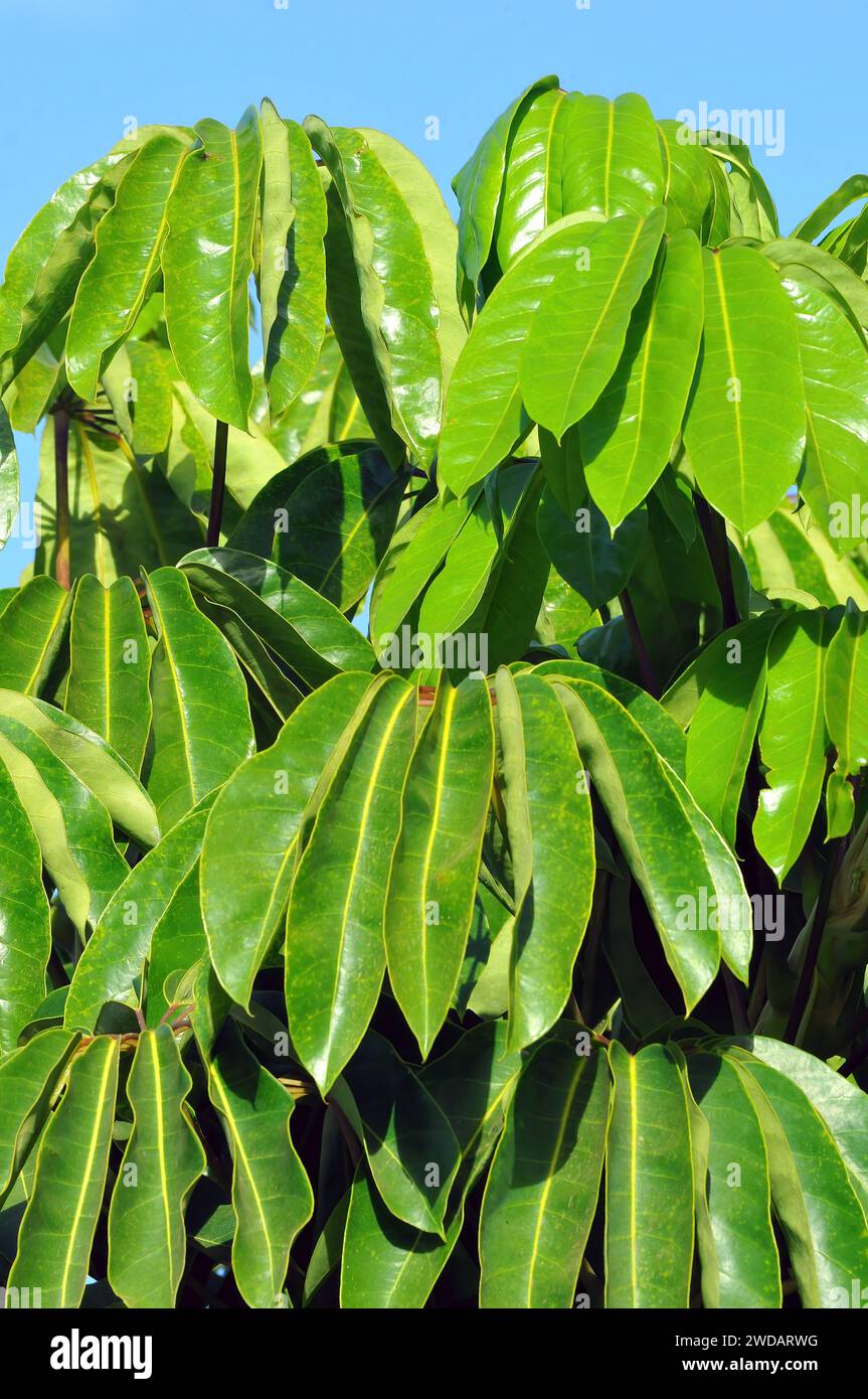 Australian umbrella tree, Großblättrige Schefflera, Regenschirmbaum ...
