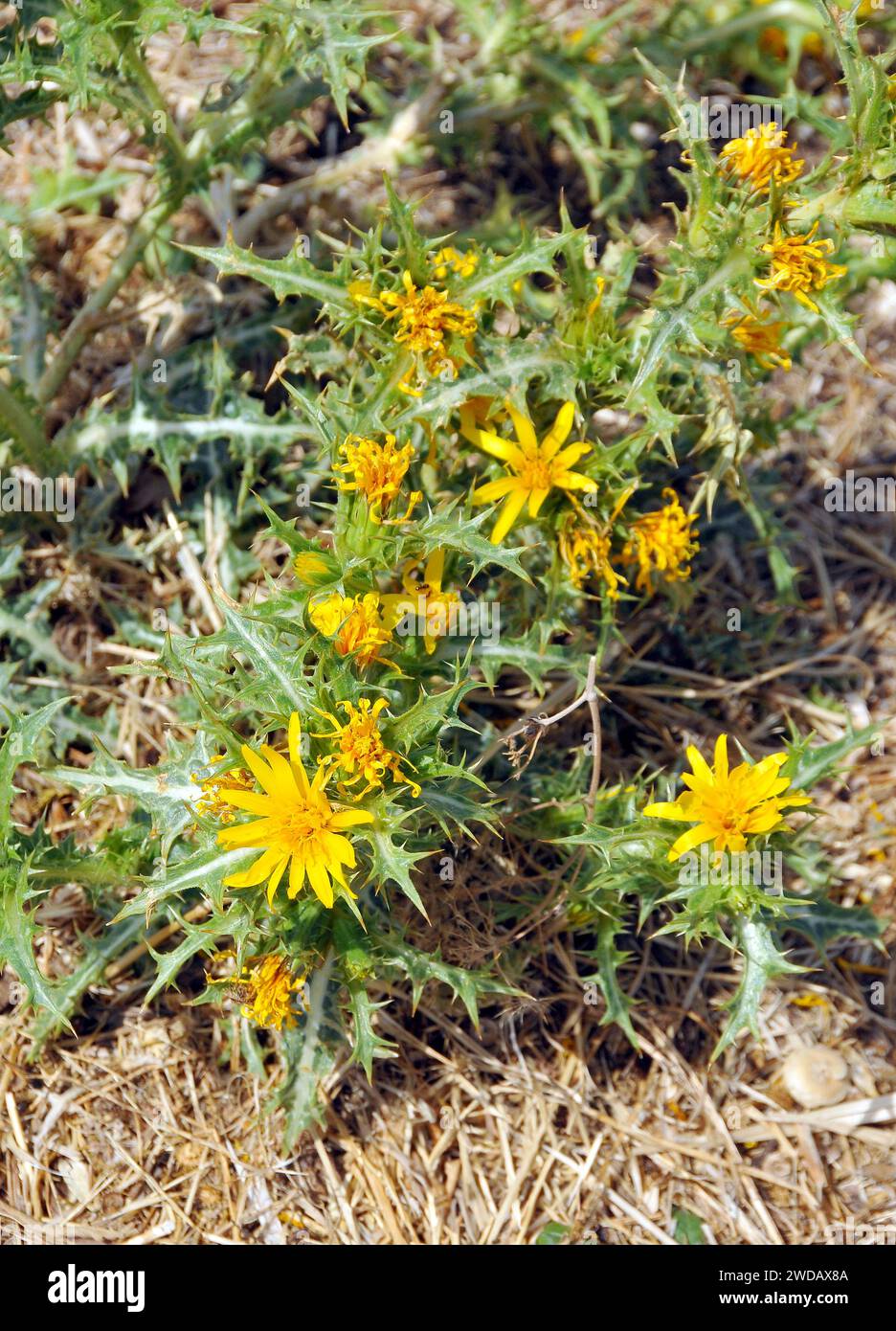 common golden thistle or Spanish oyster thistle, Spanische Golddistel ...