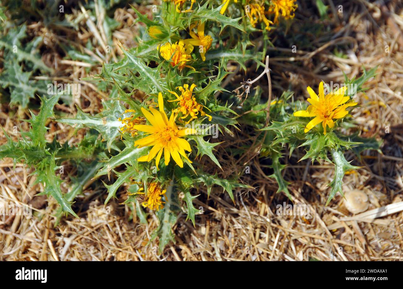 common golden thistle or Spanish oyster thistle, Spanische Golddistel ...
