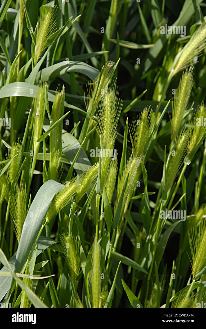 POTLATCH/IDAHO /USA- Corn farms on Potlatch hills some of area idaho ...