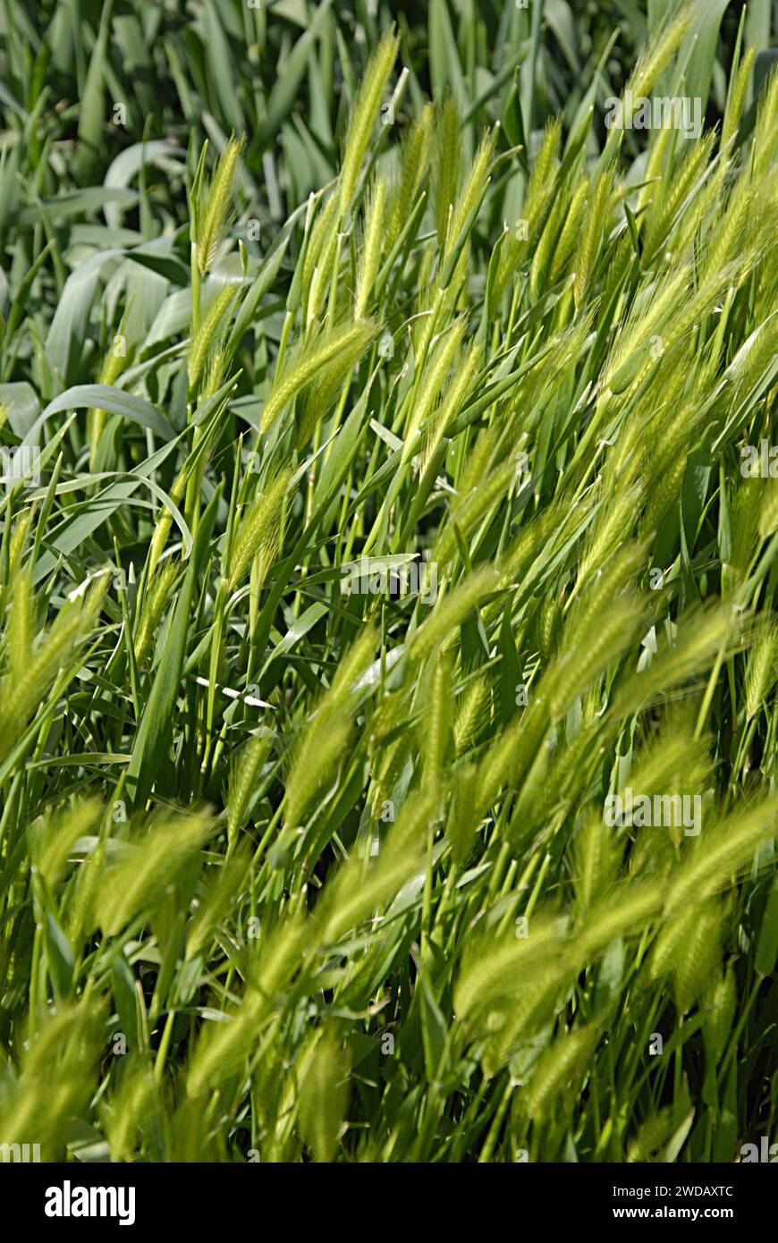 POTLATCH/IDAHO /USA- Corn farms on Potlatch hills some of area idaho ...
