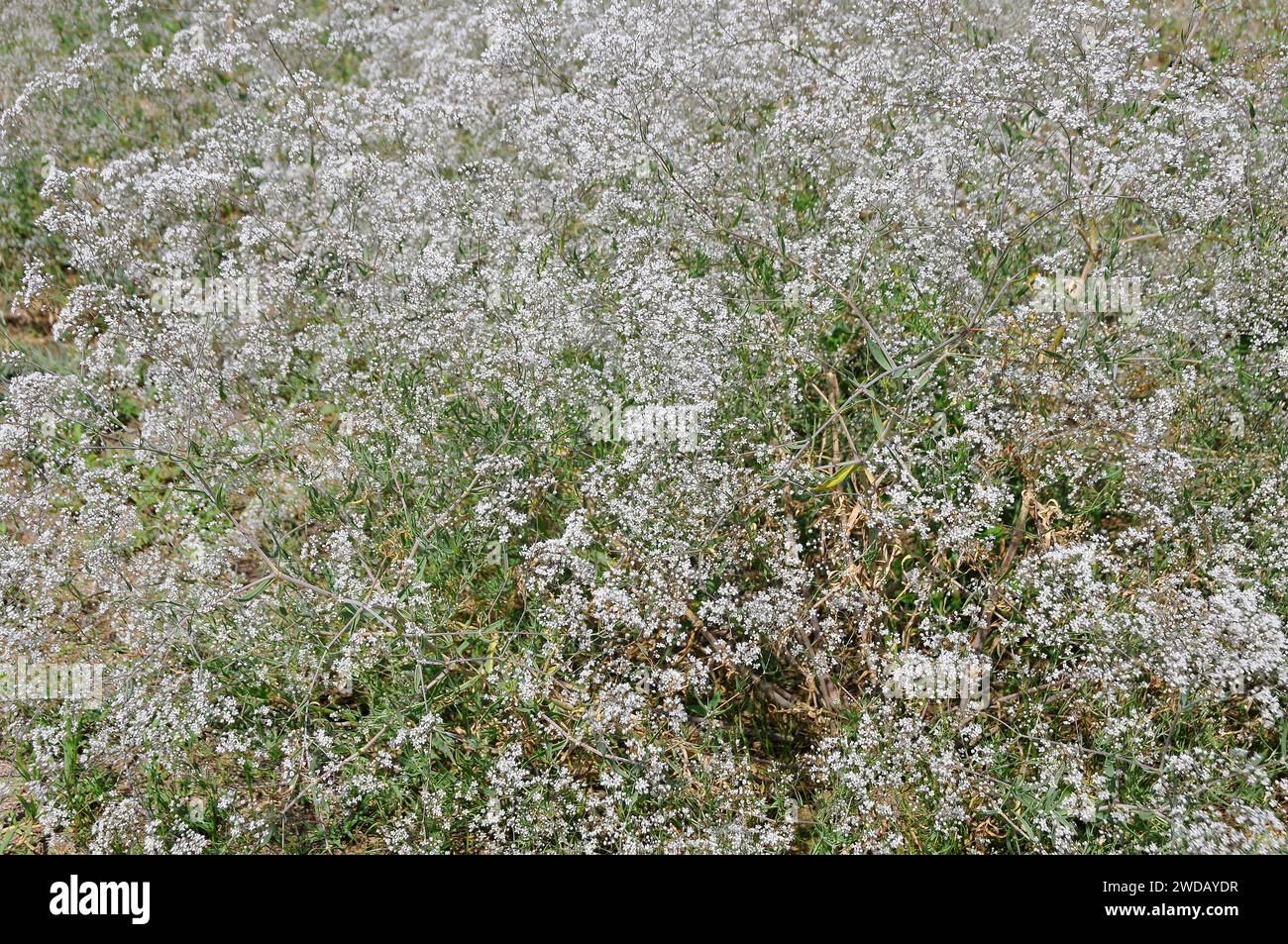 baby's breath, common gypsophila, panicled baby's-breath, Rispiges ...