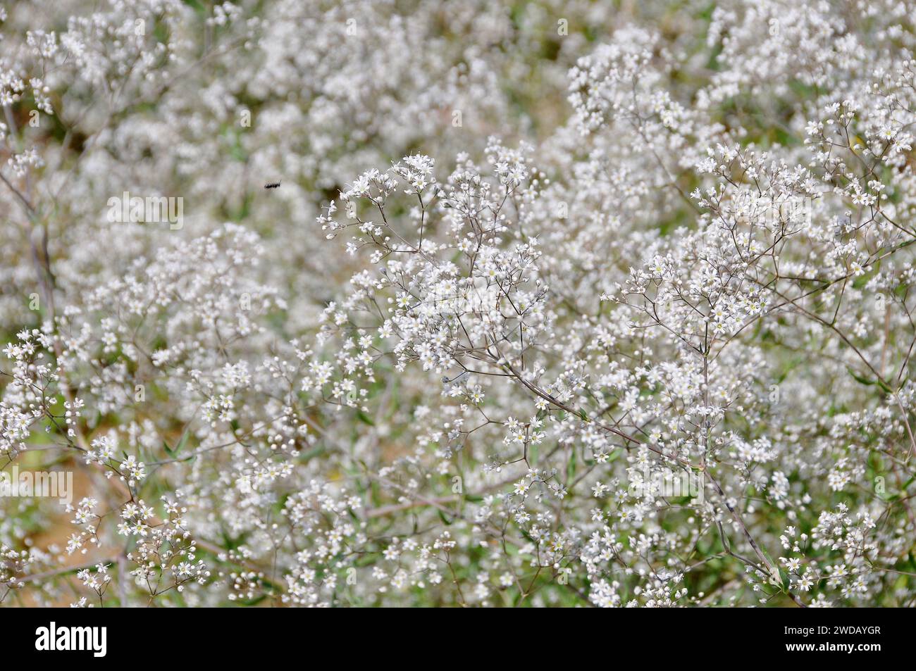 Gypsophile paniculee hi-res stock photography and images - Alamy