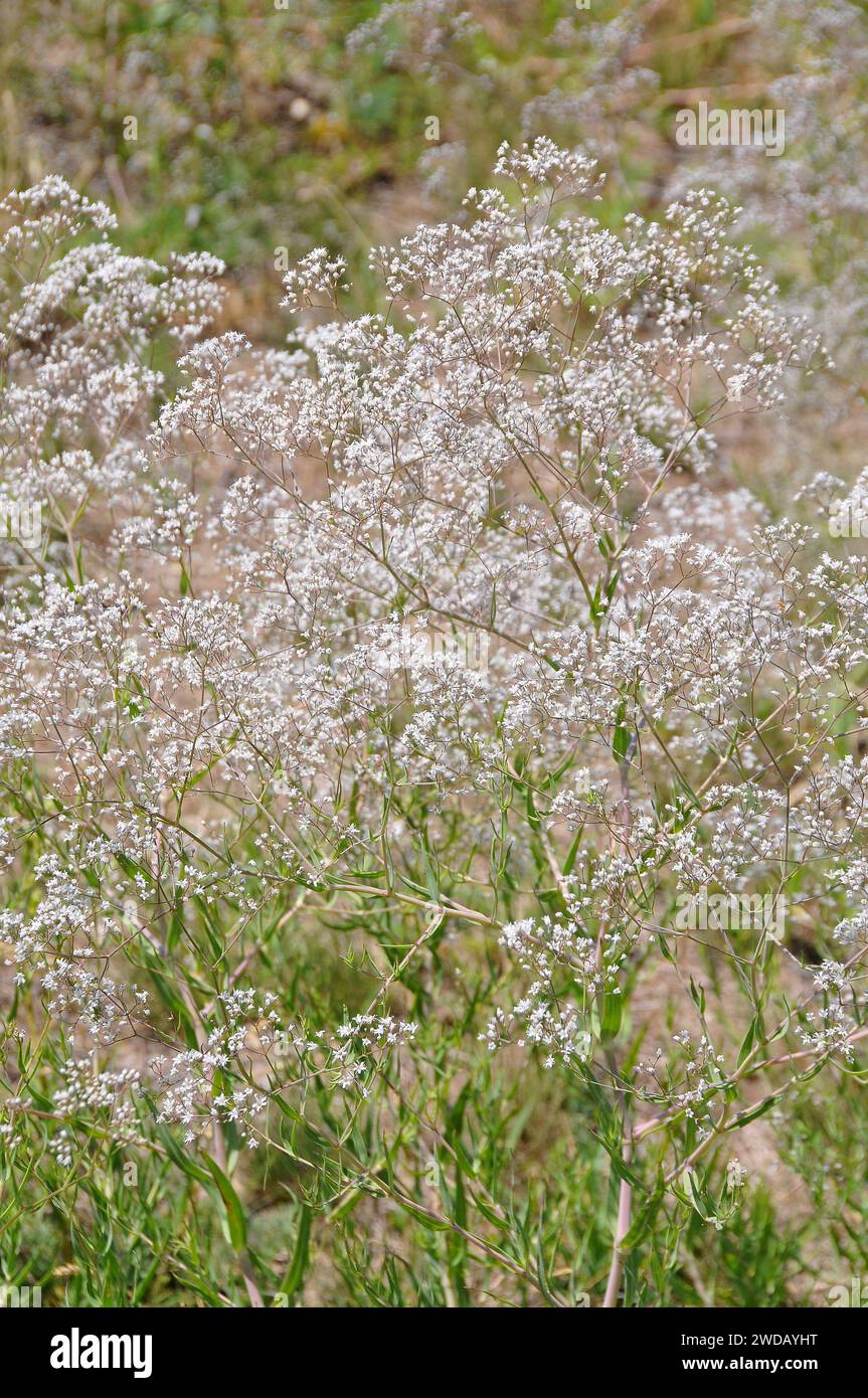 Gypsophile paniculee hi-res stock photography and images - Alamy
