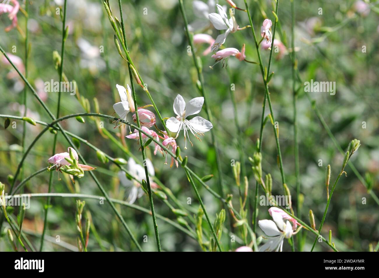 Gaura de lindheimer hi-res stock photography and images - Alamy