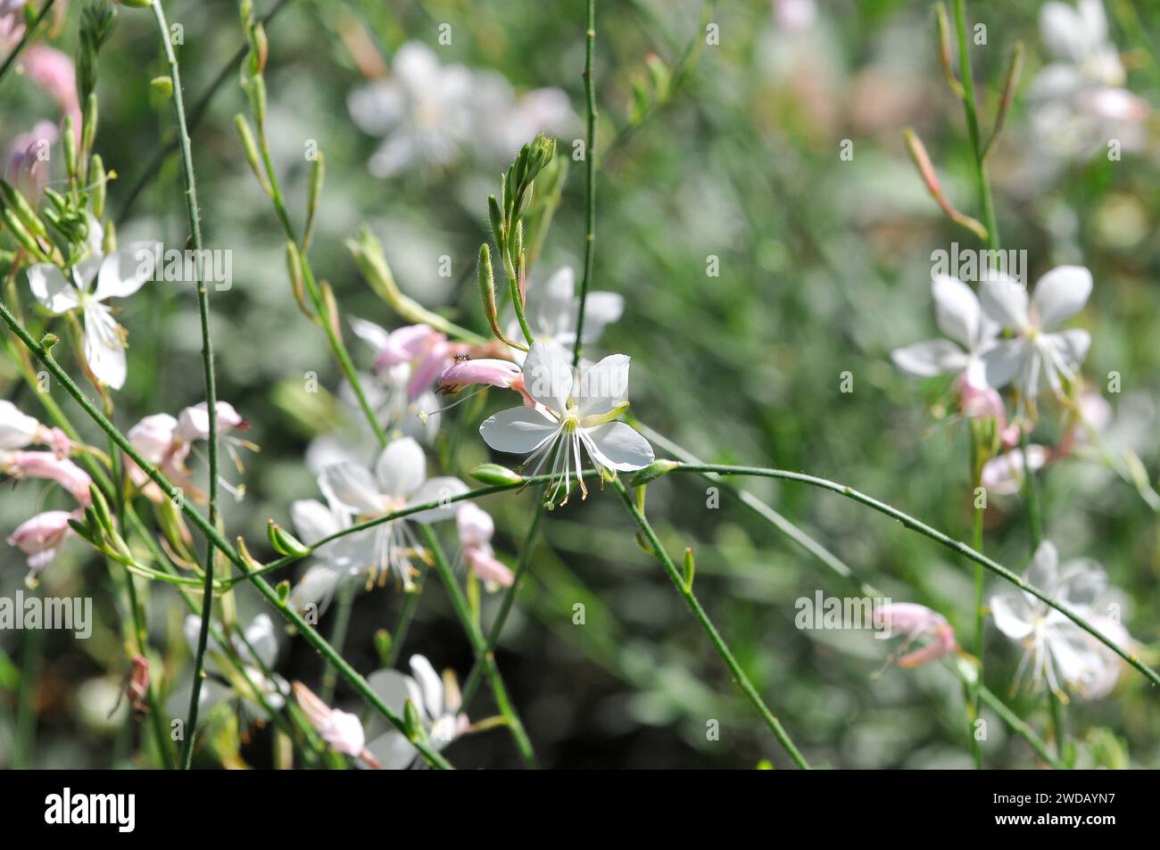Lindheimer's beeblossom, white gaura, pink gaura, Prachtkerze, Gaura de ...