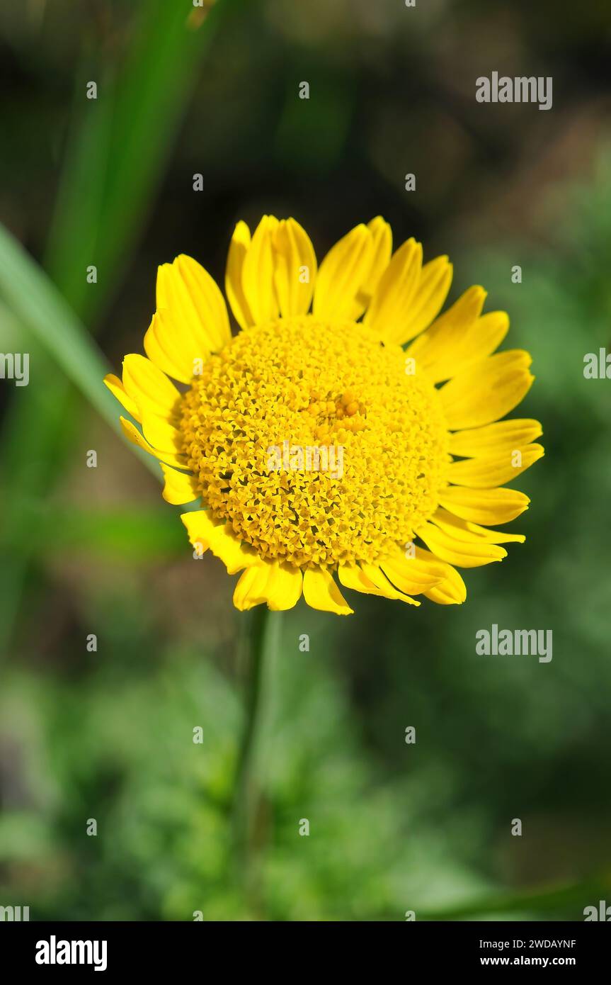 Anthemis des teinturiers hi-res stock photography and images - Alamy