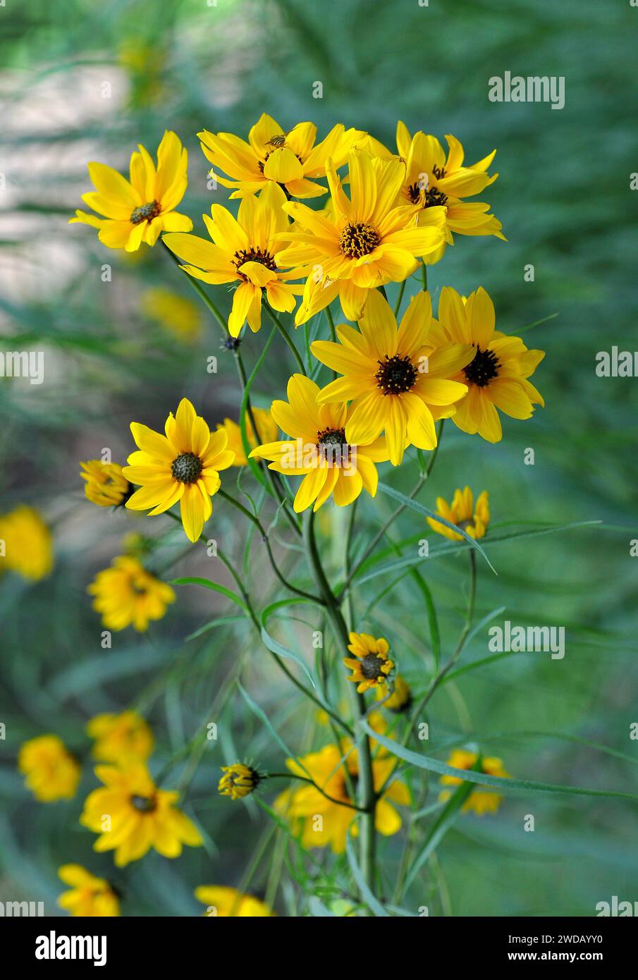Willow-leaved sunflower, Klafterlange Sonnenblume, Hélianthe ...