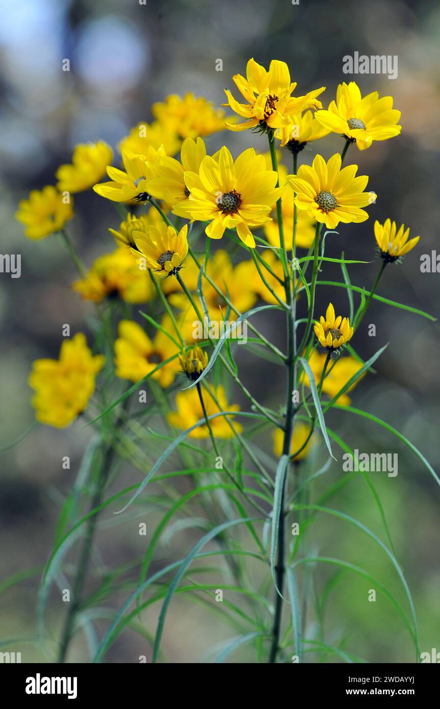 Willow-leaved sunflower, Klafterlange Sonnenblume, Hélianthe ...