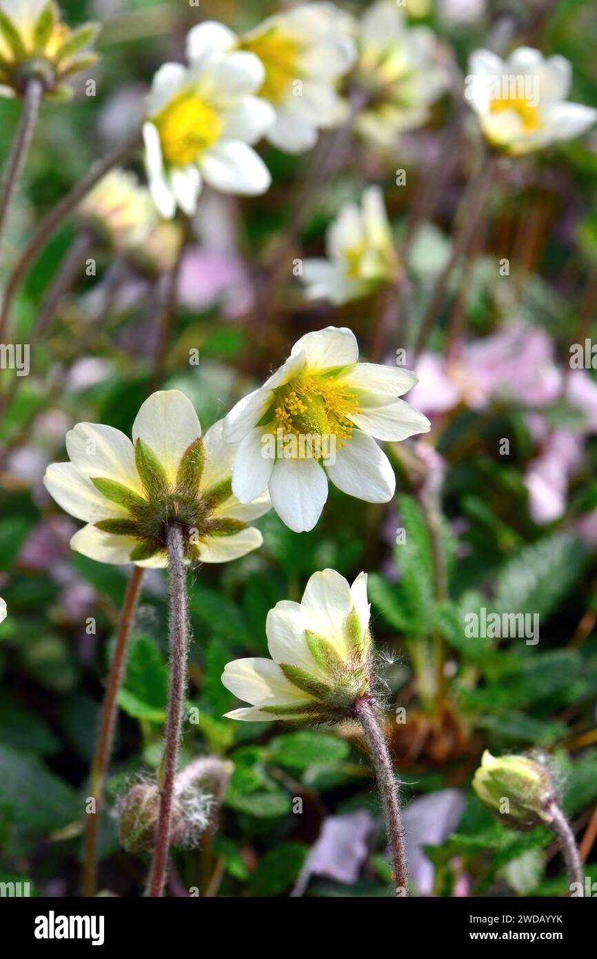 mountain avens, eightpetal mountain-avens, white dryas or white dryad ...