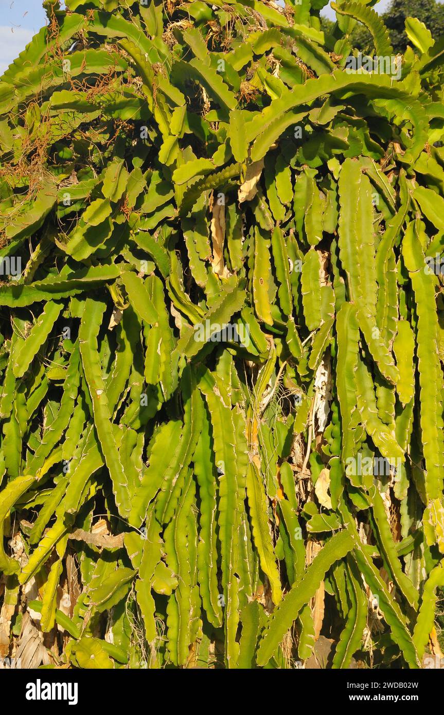 dragon fruit, white-fleshed pitahaya, Selenicereus undatus, hullámos ...