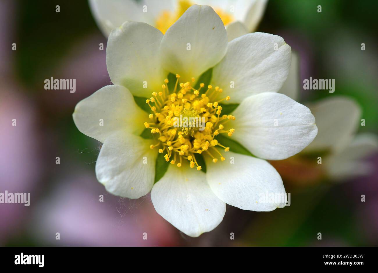 mountain avens, eightpetal mountain-avens, white dryas or white dryad ...