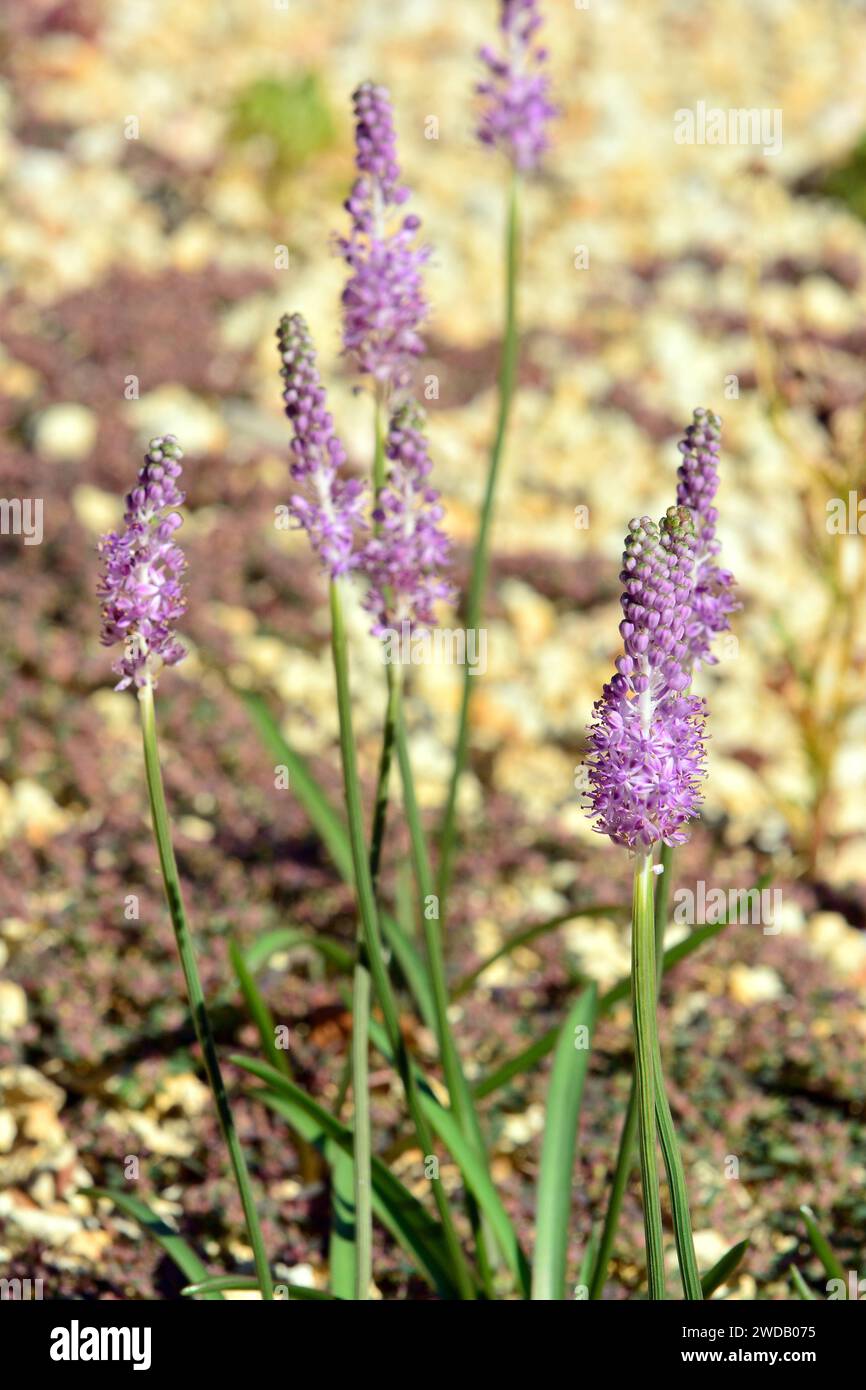 Jacinth flower hi-res stock photography and images - Alamy
