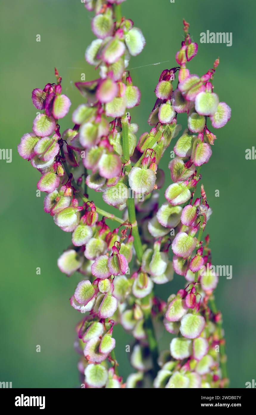 Juhsoska hi-res stock photography and images - Alamy