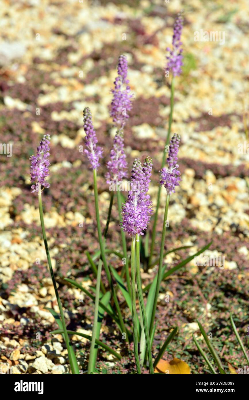 Japanese jacinth, Ostasiatischer Blaustern, Barnardia japonica, japán ...