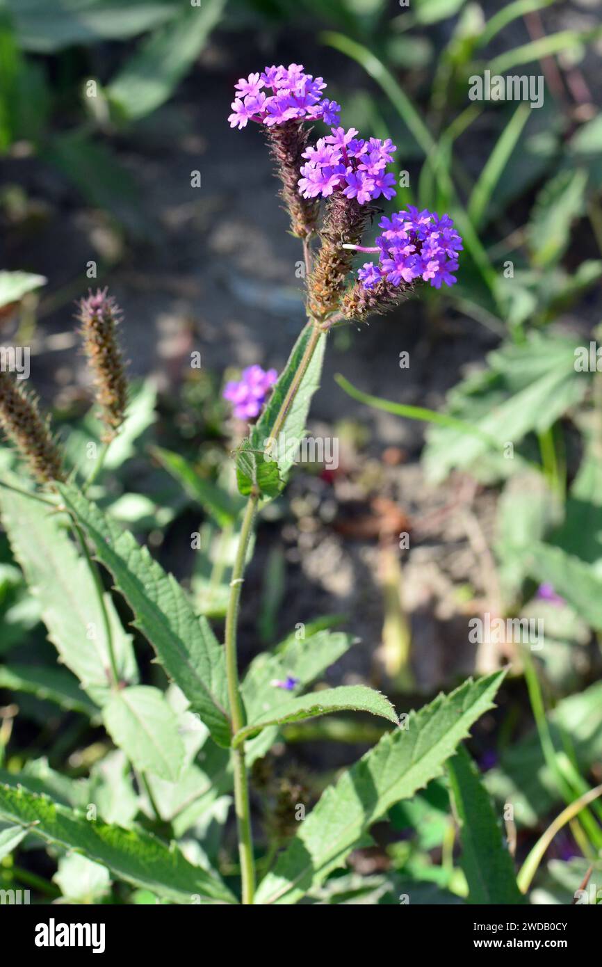 Verbena rigida garden hi-res stock photography and images - Alamy