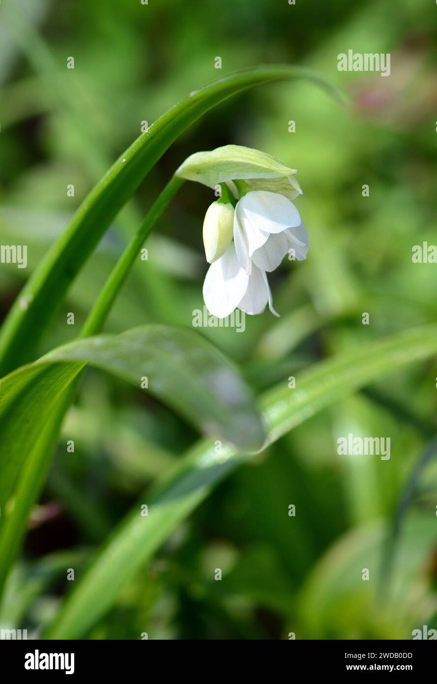 few-flowered garlic, few-flowered leek, Wunder-Lauch, Seltsamer Lauch ...