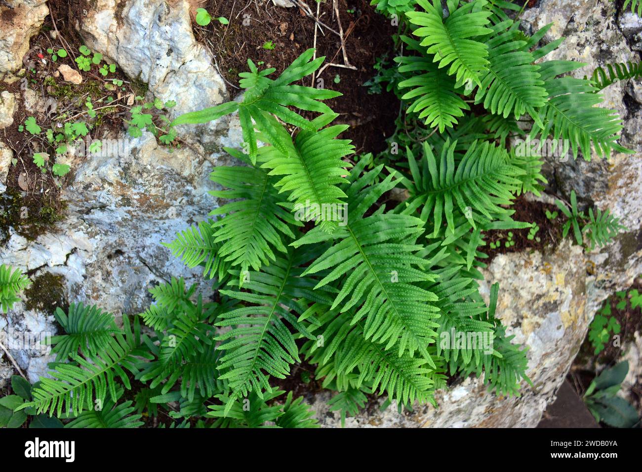 Polypode commun polypodium vulgare hi-res stock photography and images ...