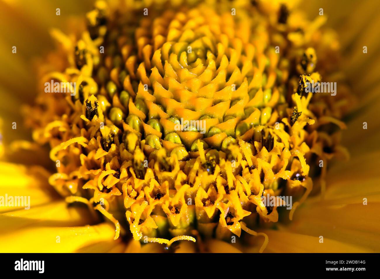 rough oxeye, false sunflower, Garten-Sonnenauge, Heliopsis ...