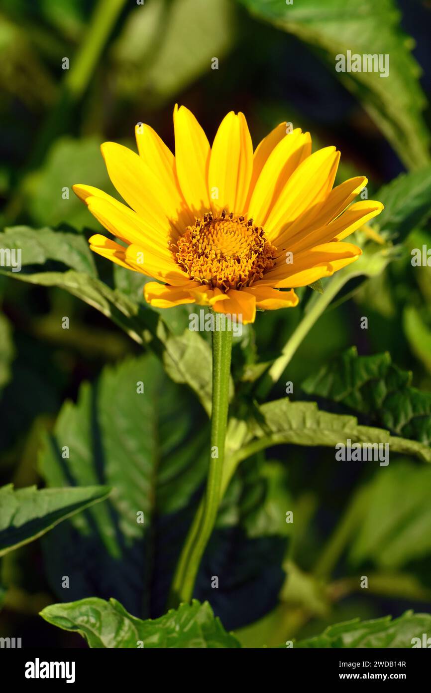 rough oxeye, false sunflower, Garten-Sonnenauge, Heliopsis ...