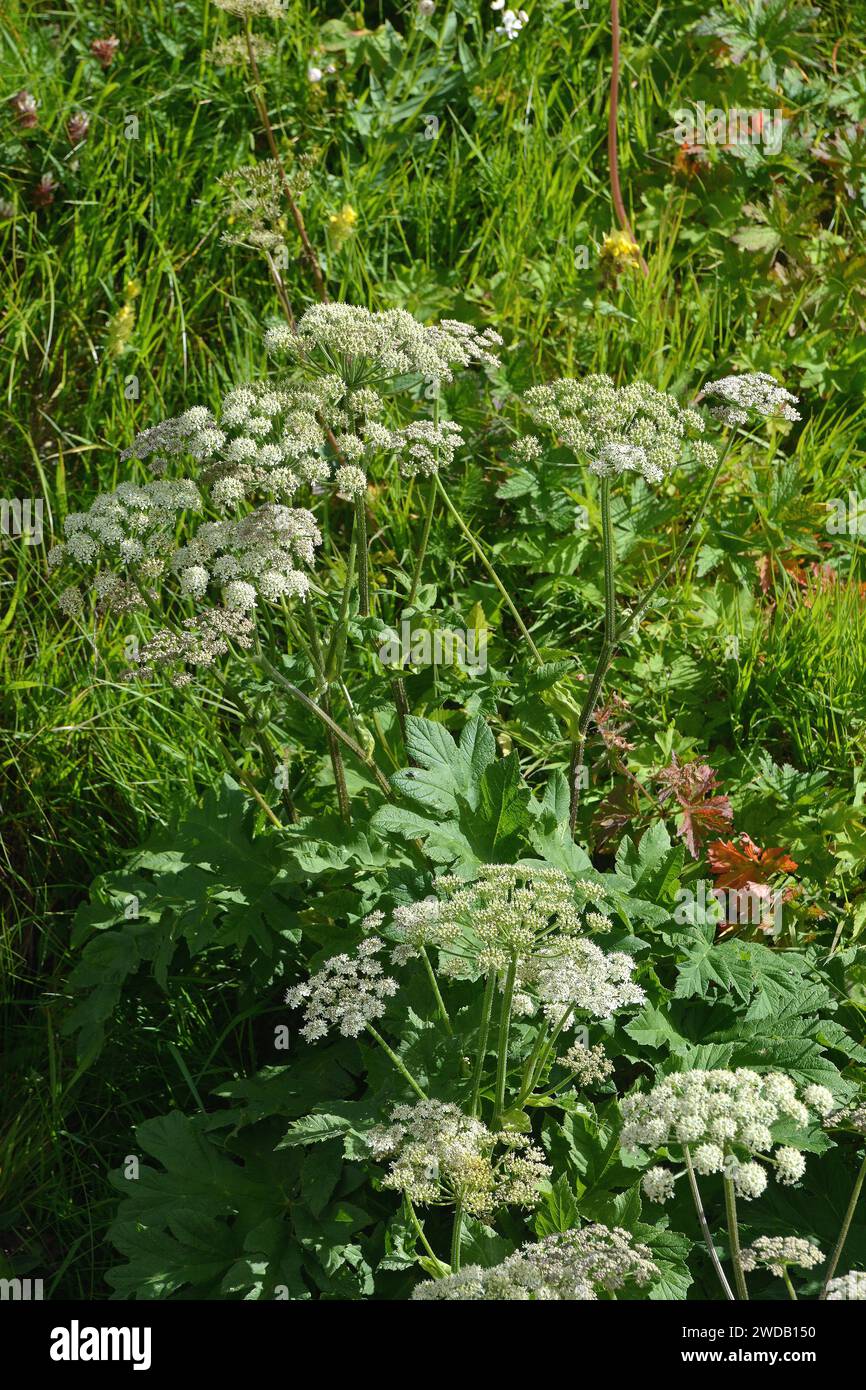 hogweed, cow parsnip, Bärenklau, berce, Heracleum sp., medvetalp ...