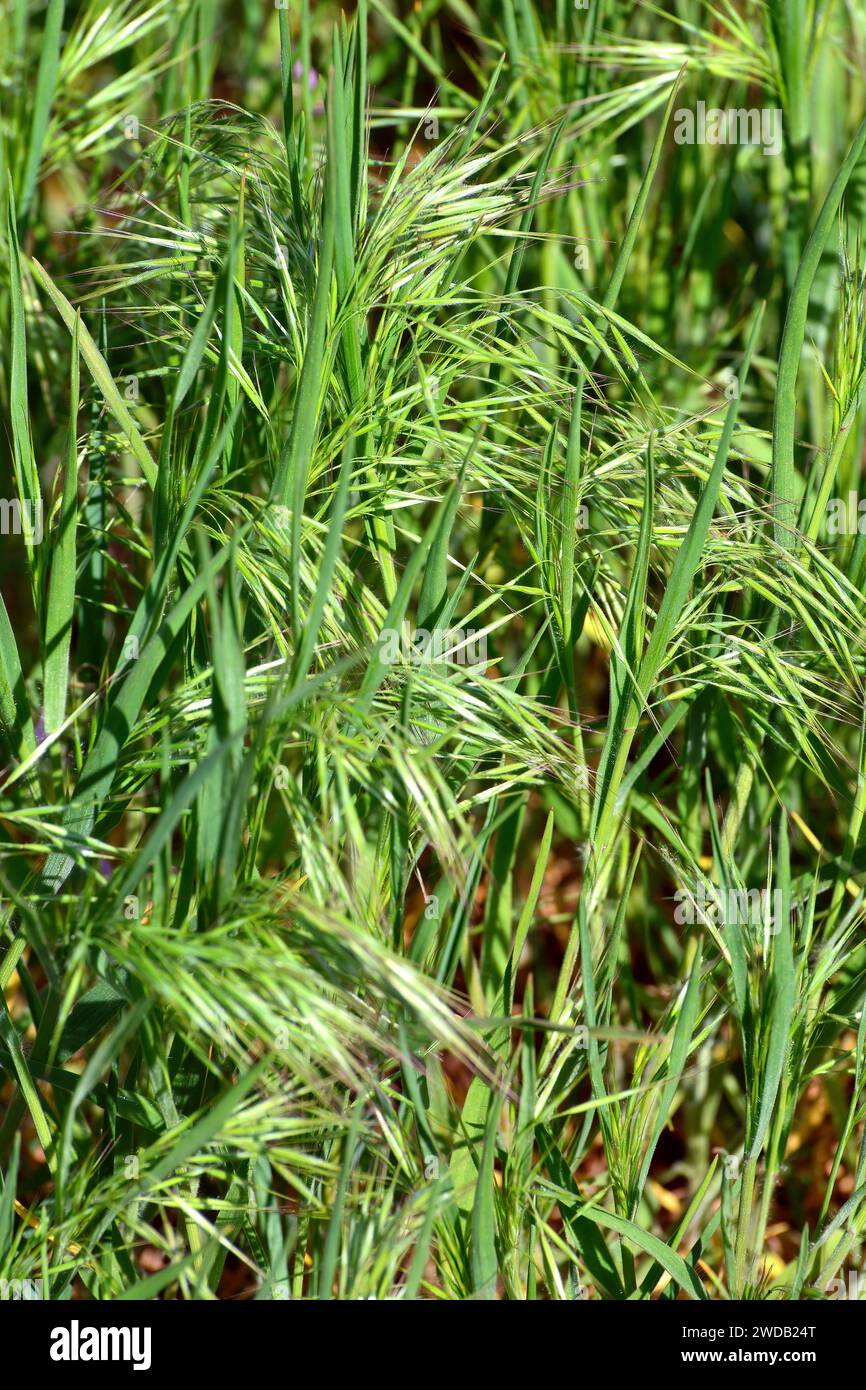 Cheat grass hi-res stock photography and images - Alamy